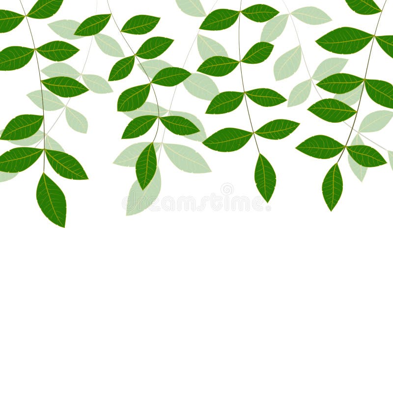 Spring Natural Fresh Green Leaves on White Background. Stock Vector ...