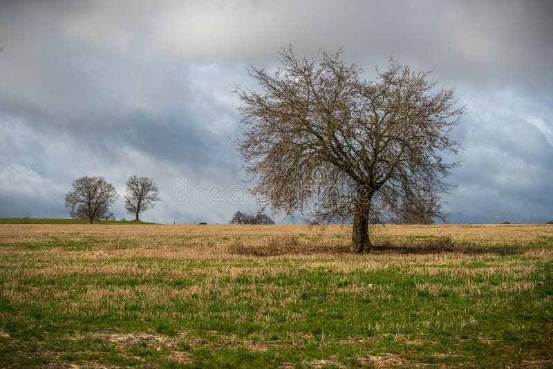Spring stock image. Image of native, forests, dawn, tree - 88216337
