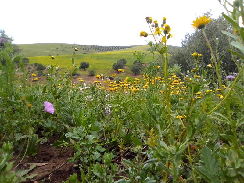 Spring natural view stock photo. Image of plant, natural - 249198188