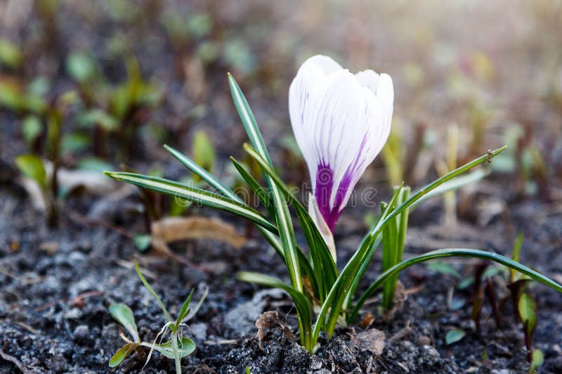 Spring Nature Background with Flowering Violet Crocus in Early Spring ...