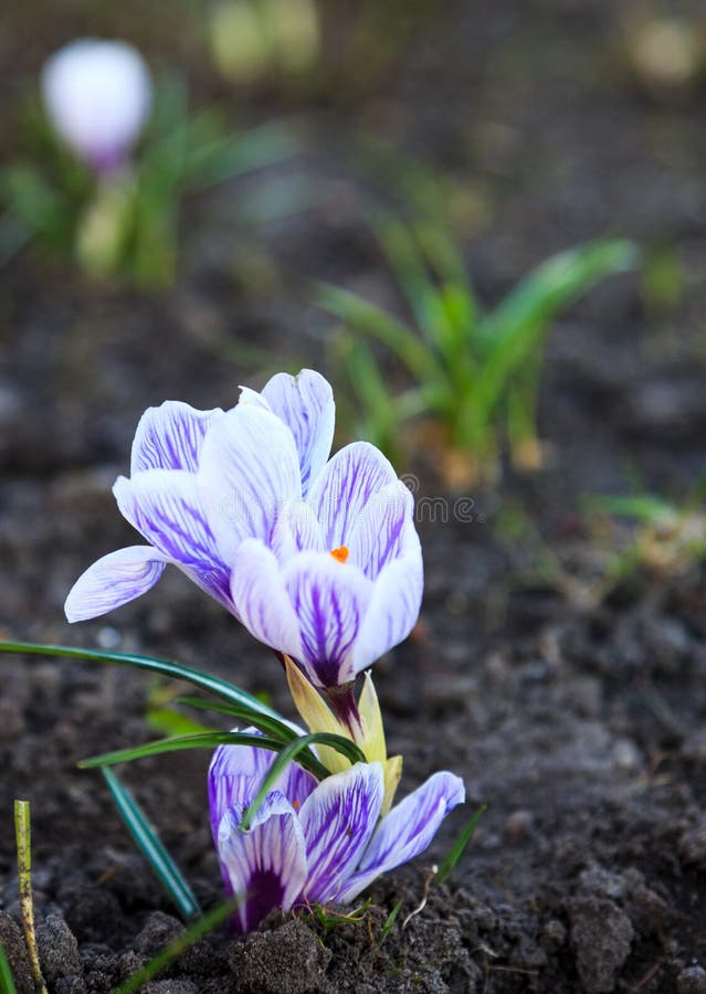 Spring Nature Background with Flowering Violet Crocus in Early Spring ...