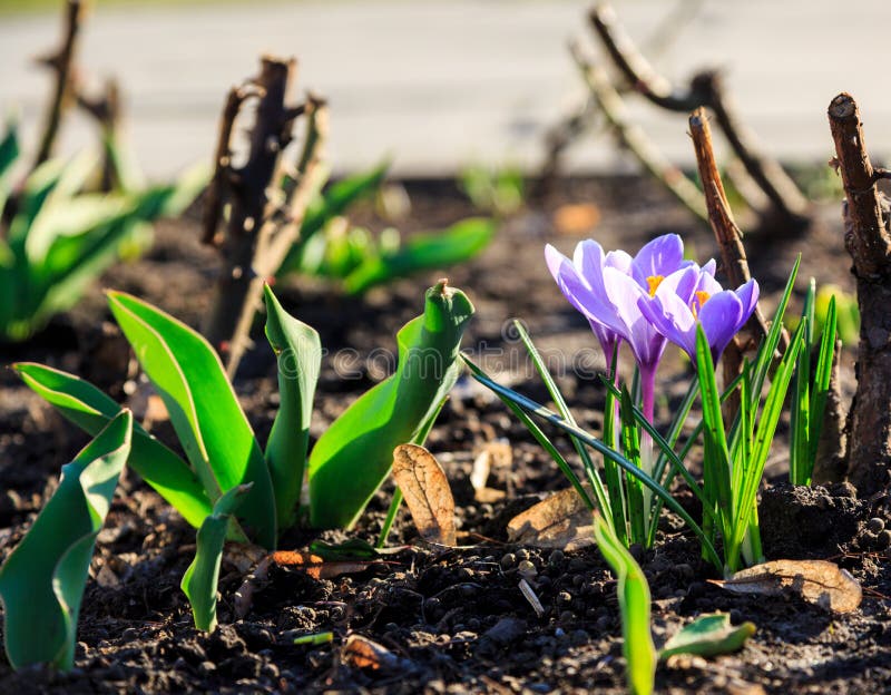 Spring Nature Background with Flowering Violet Crocus in Early Spring ...
