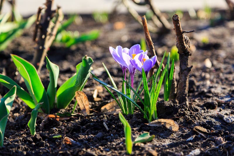 Spring Nature Background with Flowering Violet Crocus in Early Spring ...