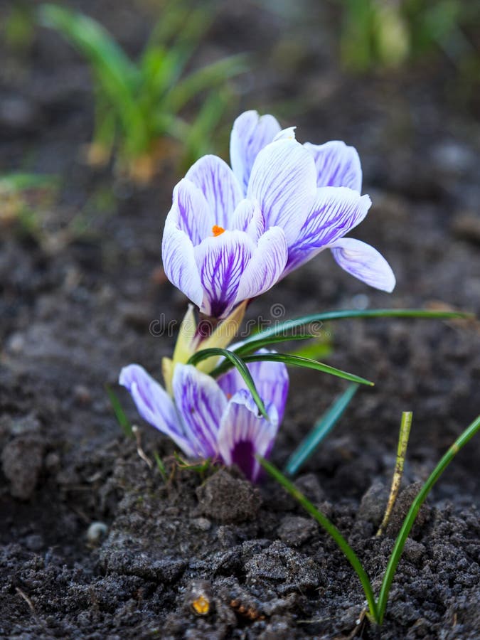Spring Nature Background with Flowering Violet Crocus in Early Spring ...