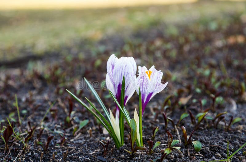 Spring Nature Background with Flowering Violet Crocus in Early Spring ...