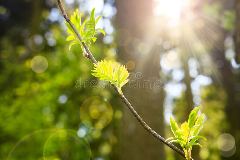Sunbeams in forest stock photo. Image of black, sunset, darkness - 72820