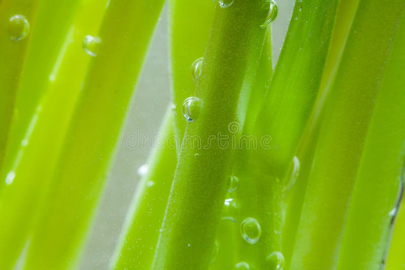 Green stems in water. stock photo. Image of boobles - 113823060