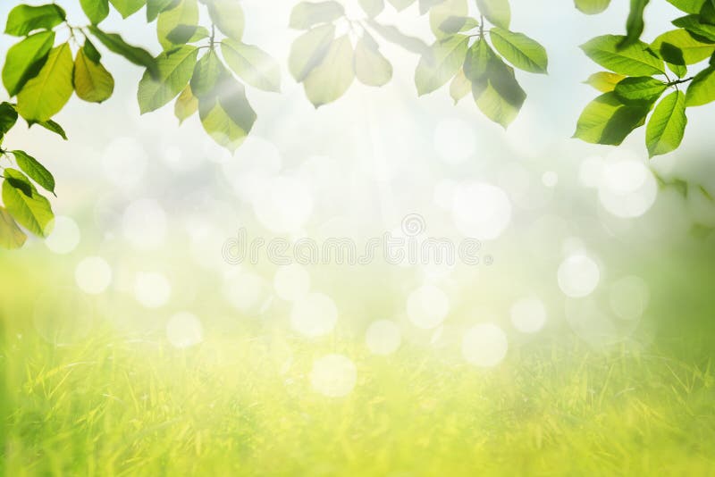 Spring Nature Background with Green Tree Leaves Frame Stock Photo ...