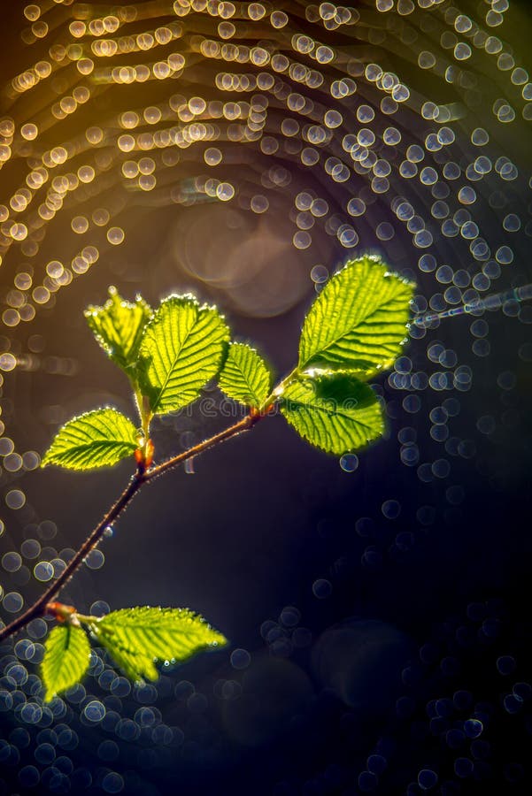 Spring nature background stock photo. Image of branch - 205138860