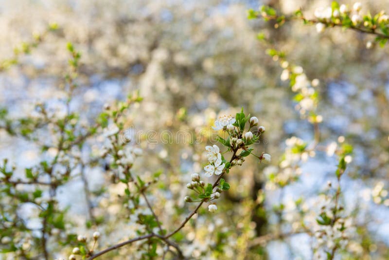Cherry Twigs, Laden with Red Cherries Stock Image - Image of detail ...