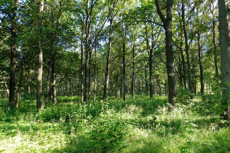 Spring Nature. Beautiful Landscape. Forest with Green Grass and Trees ...
