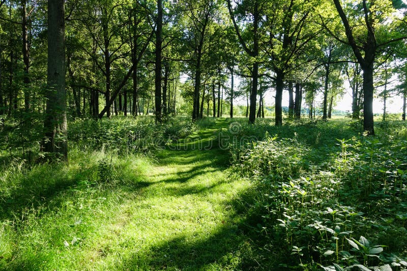 Spring Nature. Beautiful Landscape. Forest with Green Grass and Trees ...