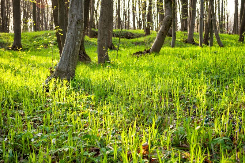 Spring, Nature, Beautiful Landscape and Green Grass and Trees Stock ...