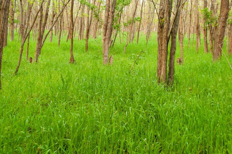 Spring, Nature, Beautiful Landscape and Green Grass and Trees Stock ...