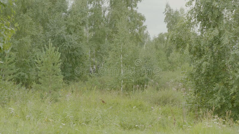 Spring Nature. Beautiful Landscape. Park with Green Grass and Trees ...