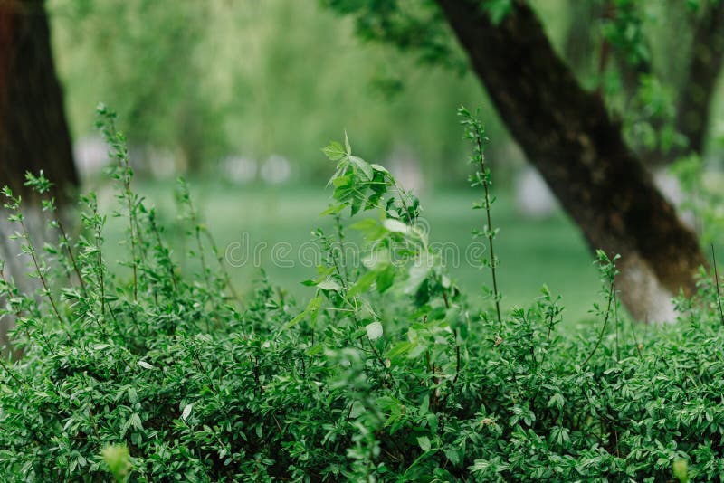 Spring Nature. Beautiful Landscape. Tranquil Background Stock Photo ...