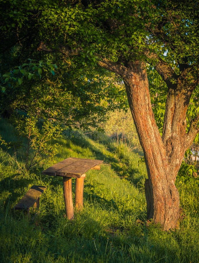 Spring nature beauty stock photo. Image of dawn, pond - 99575830