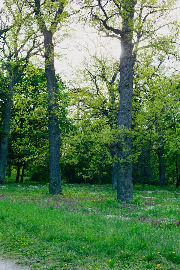 Spring Nature with Blooming Wild Flowers and Oak Trees Stock Photo ...