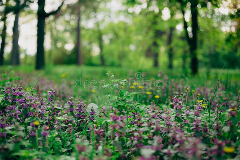 Spring Nature with Blooming Wild Flowers Trees Stock Photo - Image of ...