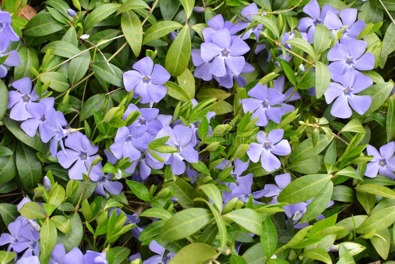 Spring Blossom of Periwinkle Small Stock Photo - Image of natural ...