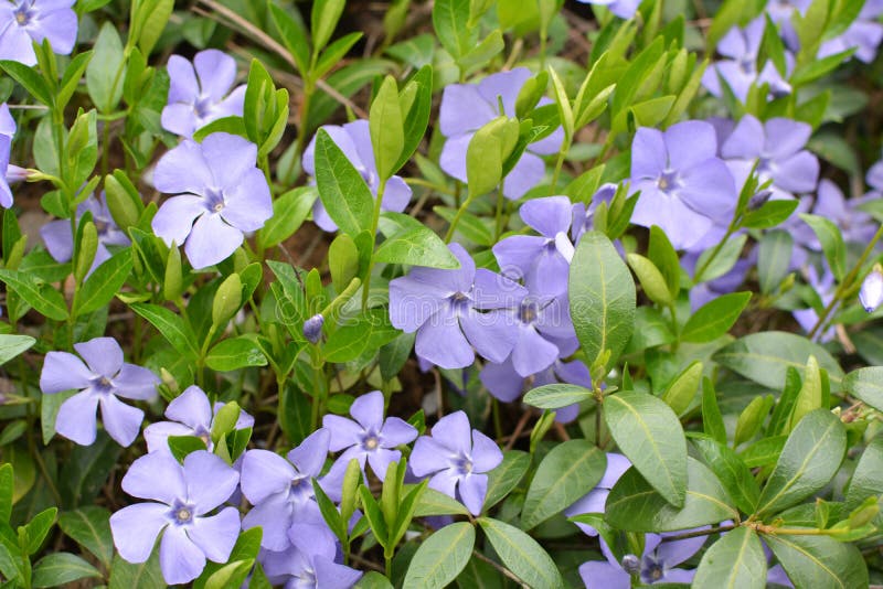 Spring Blossom of Periwinkle Small Stock Image - Image of bloom, garden ...