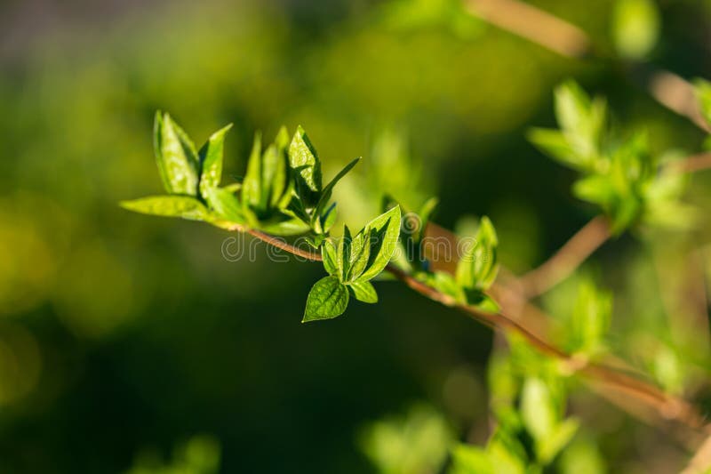 Spring Nature Branch with Small Young Leaves Close Up Stock Image ...