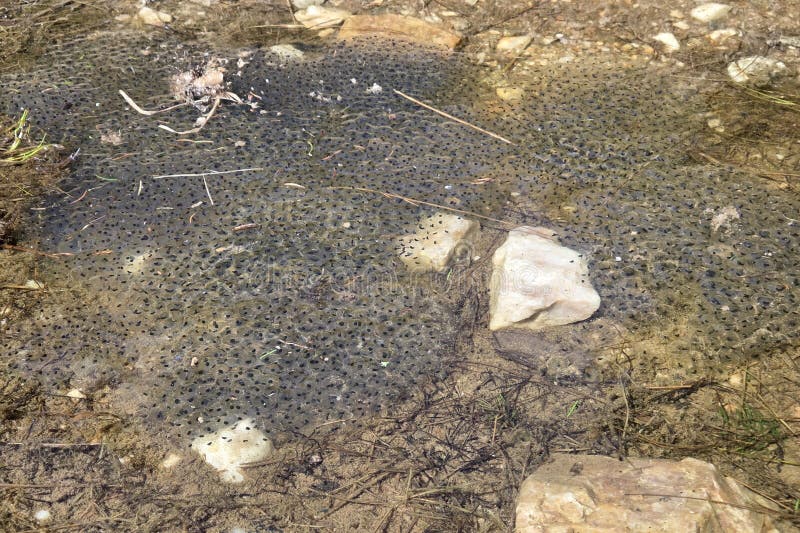 Spring Nature Close-Up: Frogspawn in Shallow Water for Biological Study ...