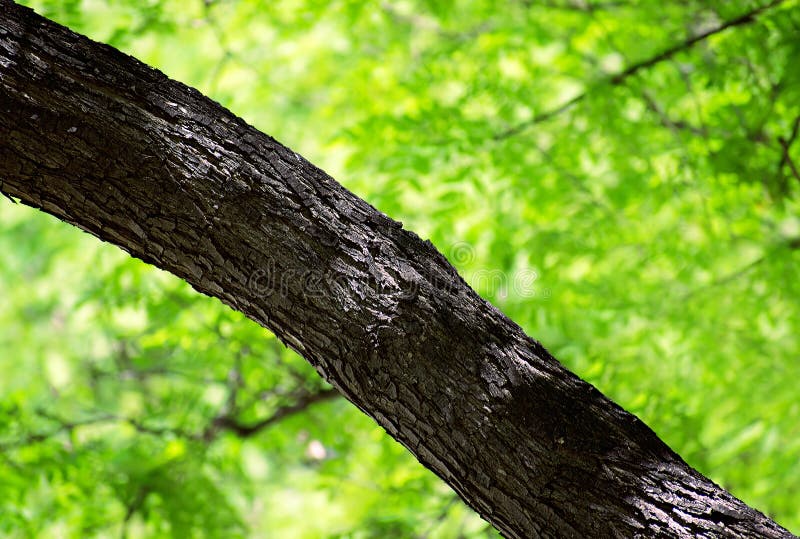 Beech brunch stock image. Image of leaf, garden, nature - 20000419
