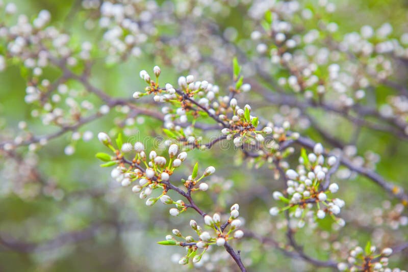 Flower buds in the spring stock photo. Image of fresh - 130381276