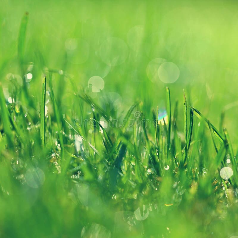 Spring Nature. Dew in the Grass. Fresh Green Concept and Abstract ...