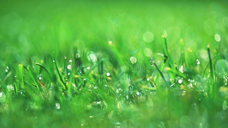 Spring Nature. Dew in the Grass. Fresh Green Concept and Abstract ...