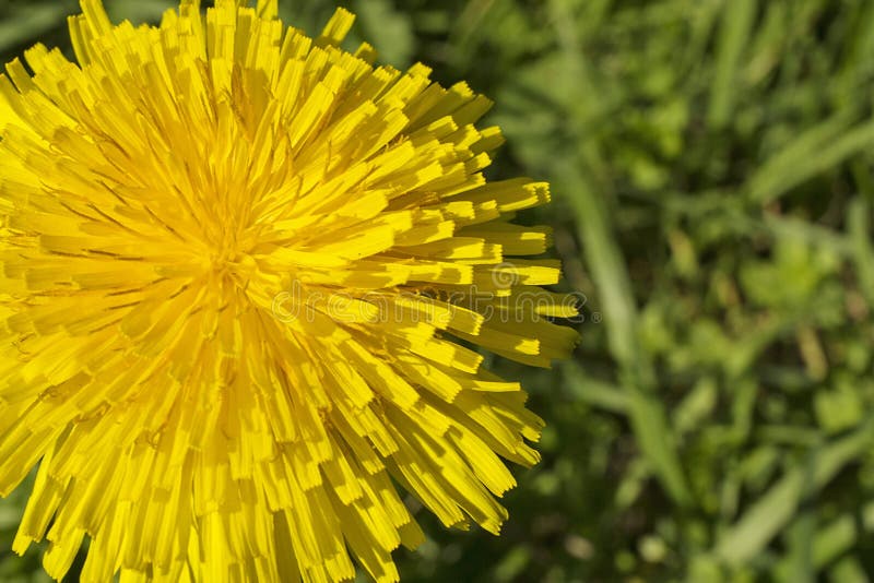 Spring nature explosion stock image. Image of outdoor - 219836835