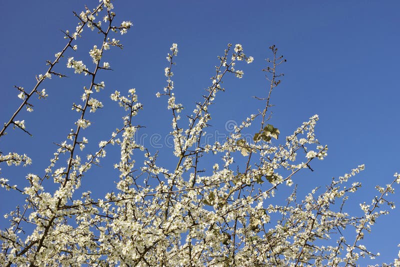 Spring nature explosion stock photo. Image of country - 219836930