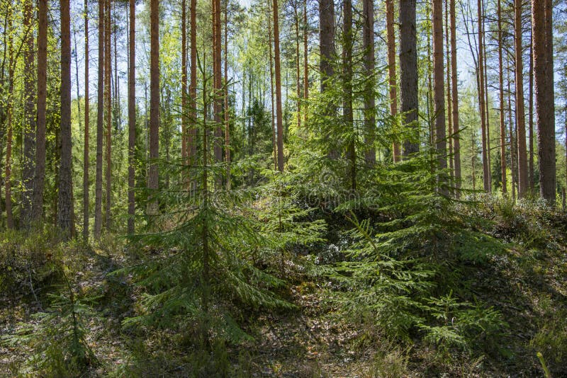 Spring, Nature, Spring Forest, Fields, Lakes and Rivers. Stock Photo ...