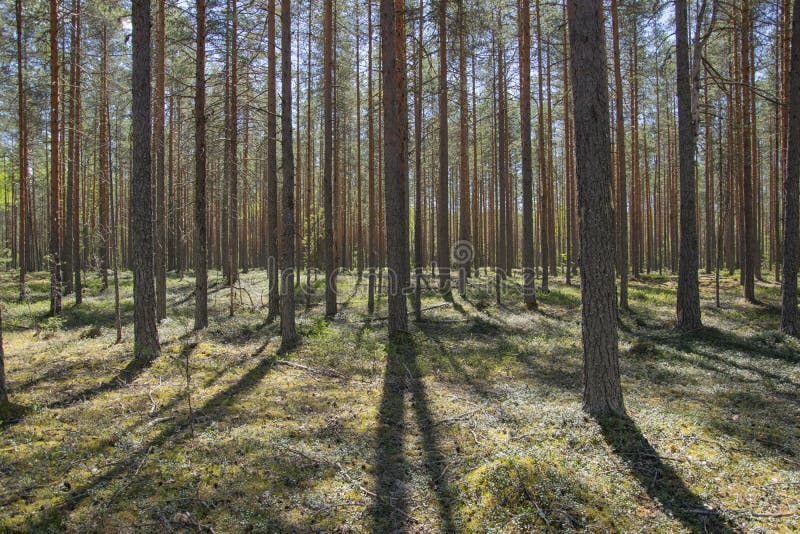 Spring, Nature, Spring Forest, Fields, Lakes and Rivers. Stock Image ...