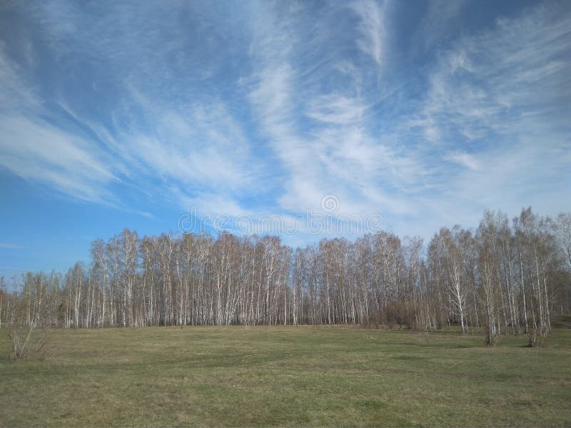 Spring Nature in the Forest Glade with Trees Leaves Bloom in the ...