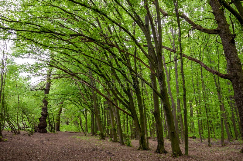 Spring Nature Forest. Nature in Summer. Springtime Season. Pathway or ...