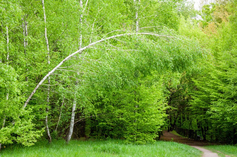 Spring Nature Forest. Nature in Summer. Springtime Season. Pathway or ...