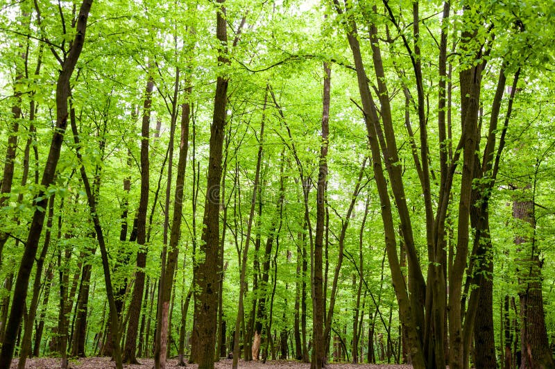 Spring Nature Forest. Nature in Summer. Springtime Season. Pathway or ...