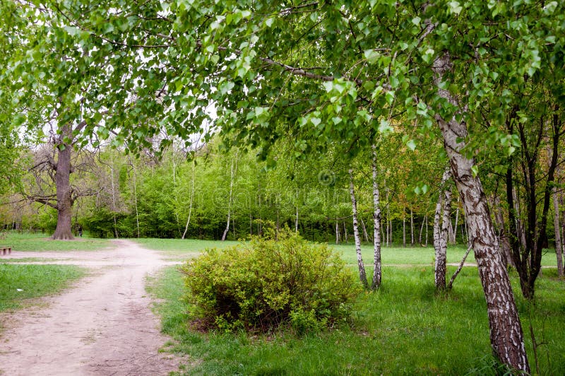 Spring Nature Forest. Nature in Summer. Springtime Season. Pathway or ...