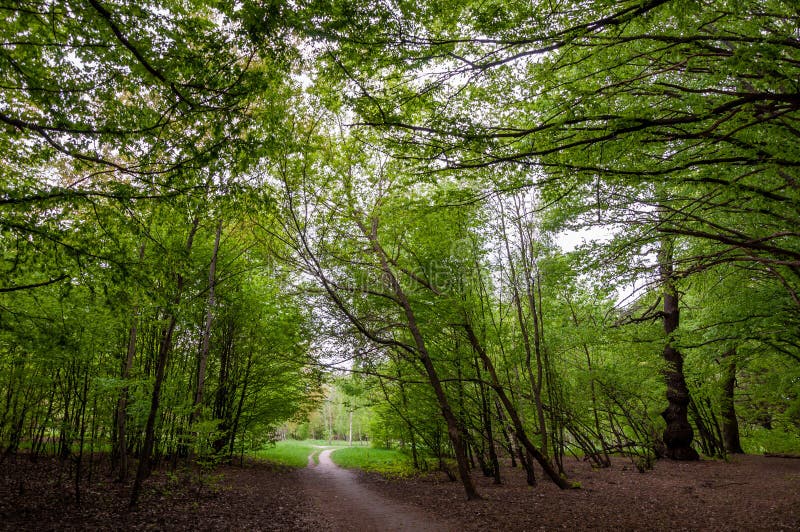 Spring Nature Forest. Nature in Summer. Springtime Season. Pathway or ...
