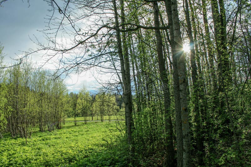 Spring Nature Fresh Green with the Sun Stock Photo - Image of spring ...