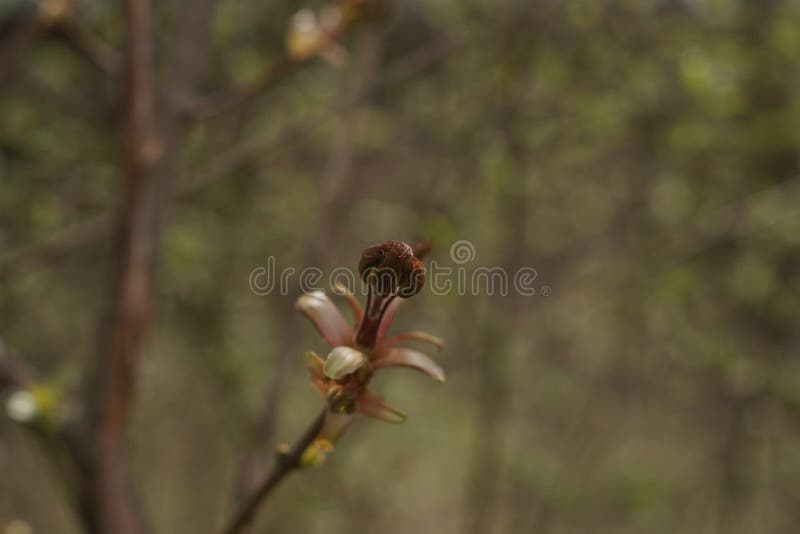Spring in Nature Leaf Sprig Developing in the Sun Stock Photo - Image ...