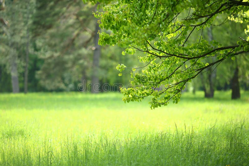 Spring stock photo. Image of agriculture, colorful, grass - 9066094