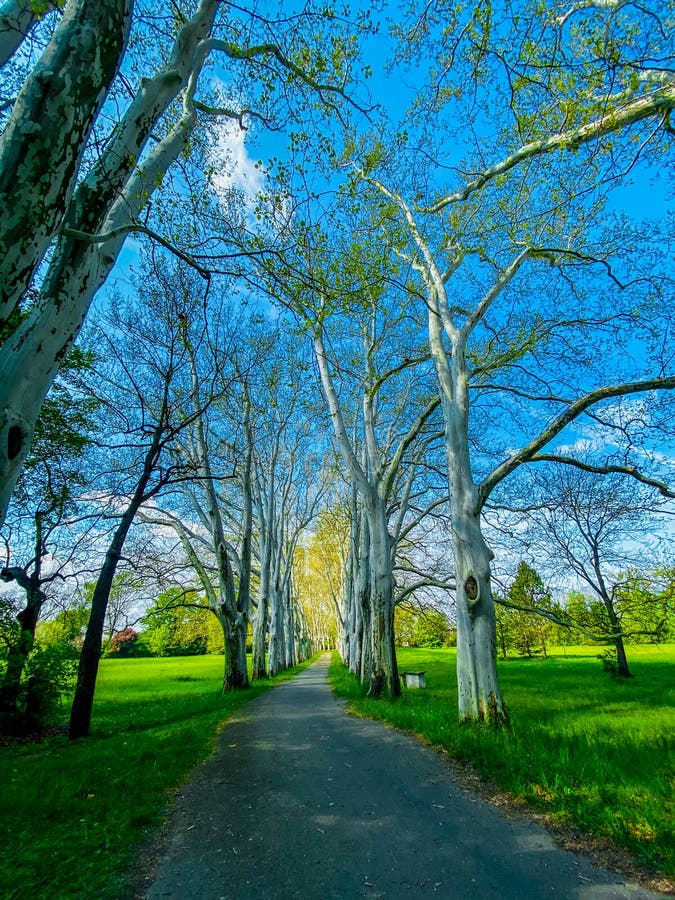 Spring nature stock photo. Image of nature, positive - 181183026