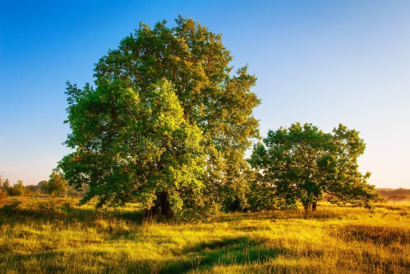 Spring nature in morning stock image. Image of nature - 134666391