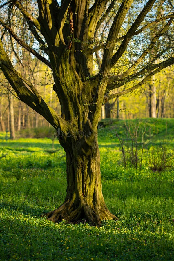 Spring Nature Old Tree with Small Young Leaves and Grass Stock Image ...