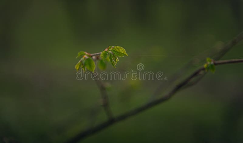Spring nature stock image. Image of morning, nature - 210438975