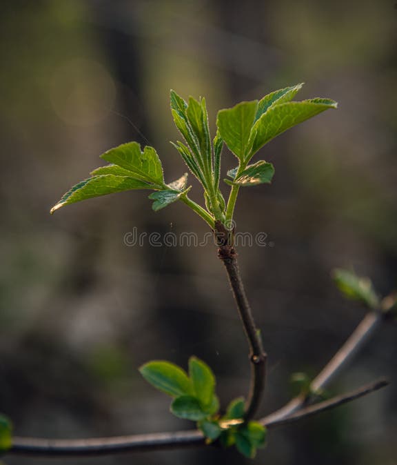Spring nature stock image. Image of sunrize, water, nature - 210438987