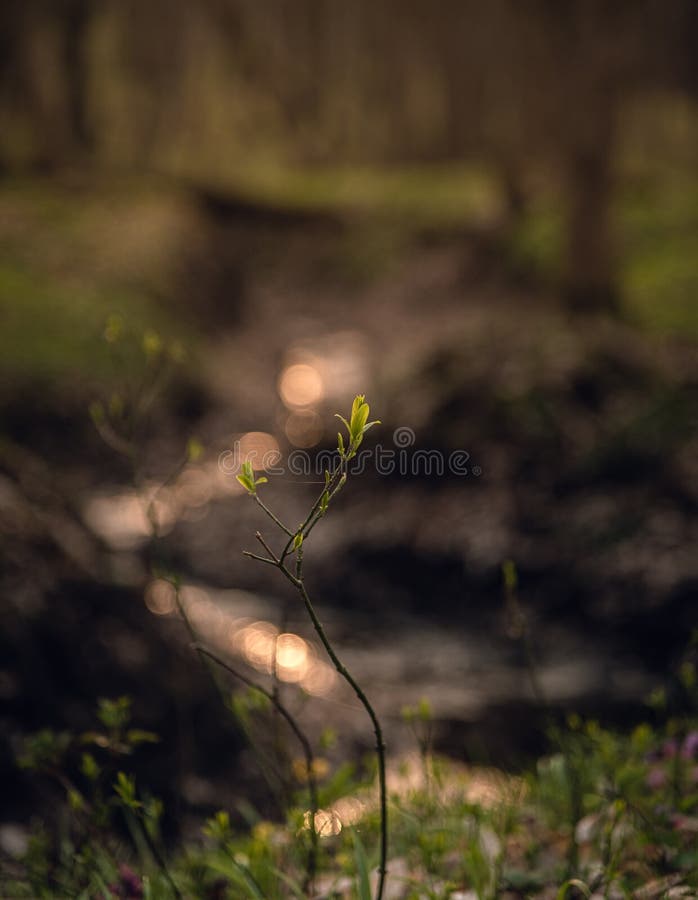 Spring nature stock photo. Image of brown, spring, beauty - 210439094